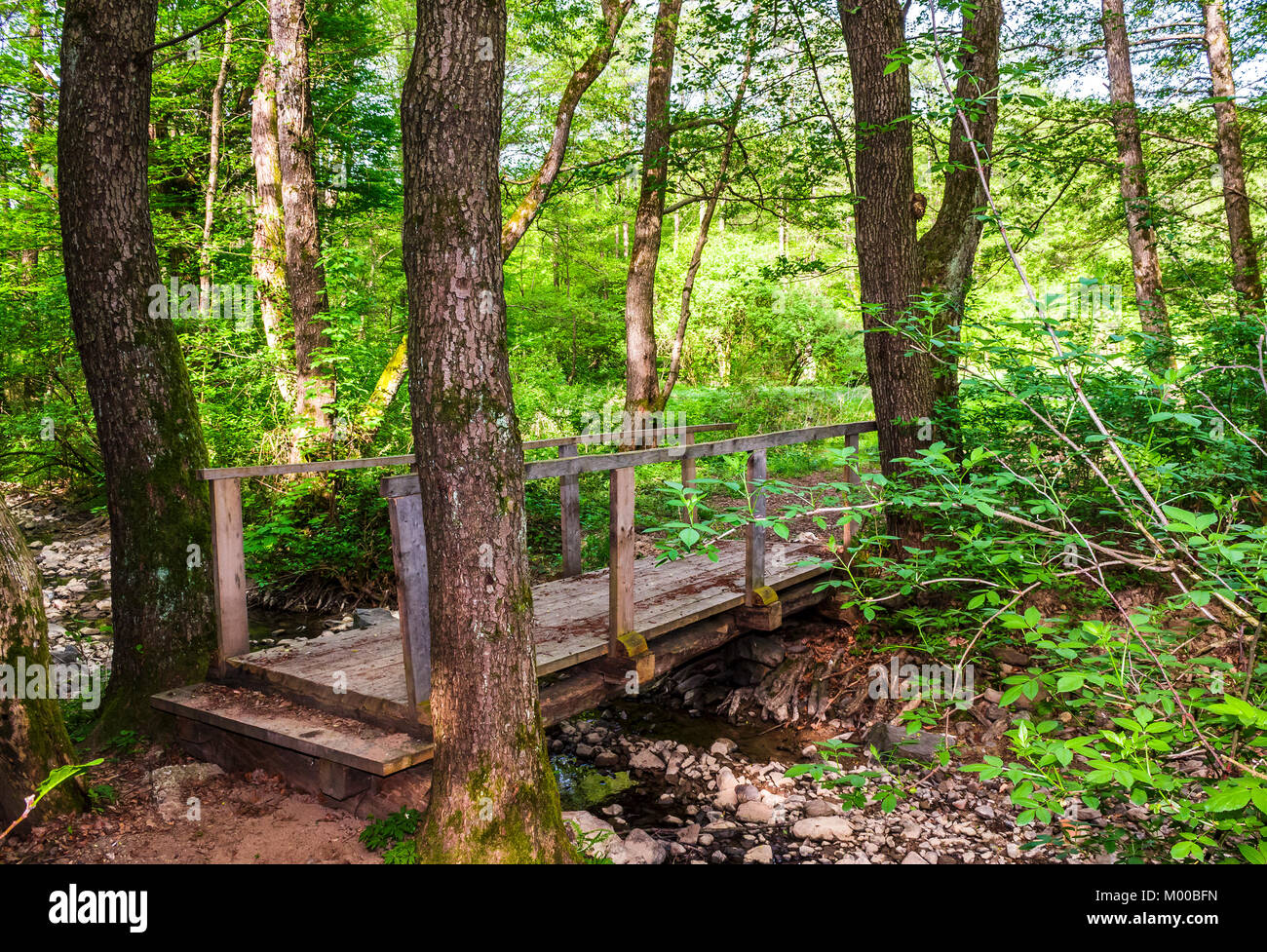 wooden bridge over the forest brook. lovely countryside nature scenery ...