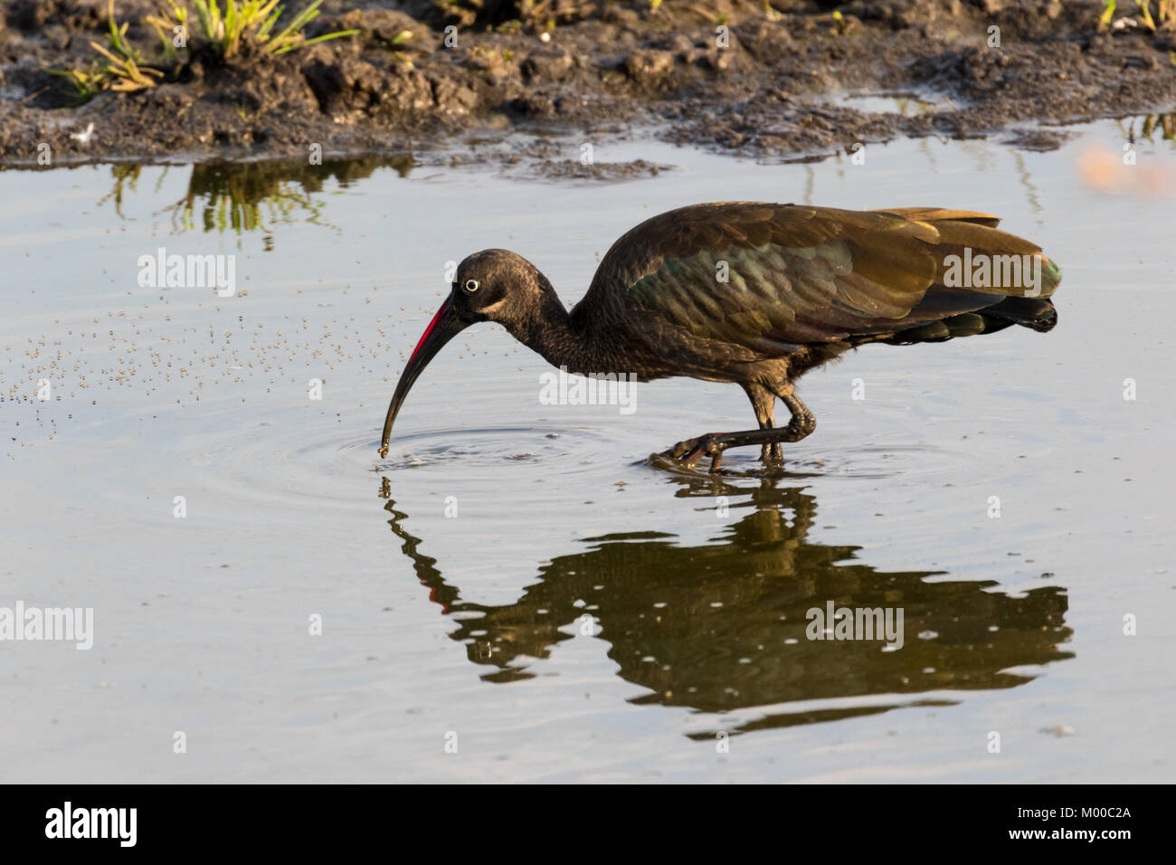 An Hadada Ibis feeding at a waterhole in the Masai Mara, Kenya Stock ...