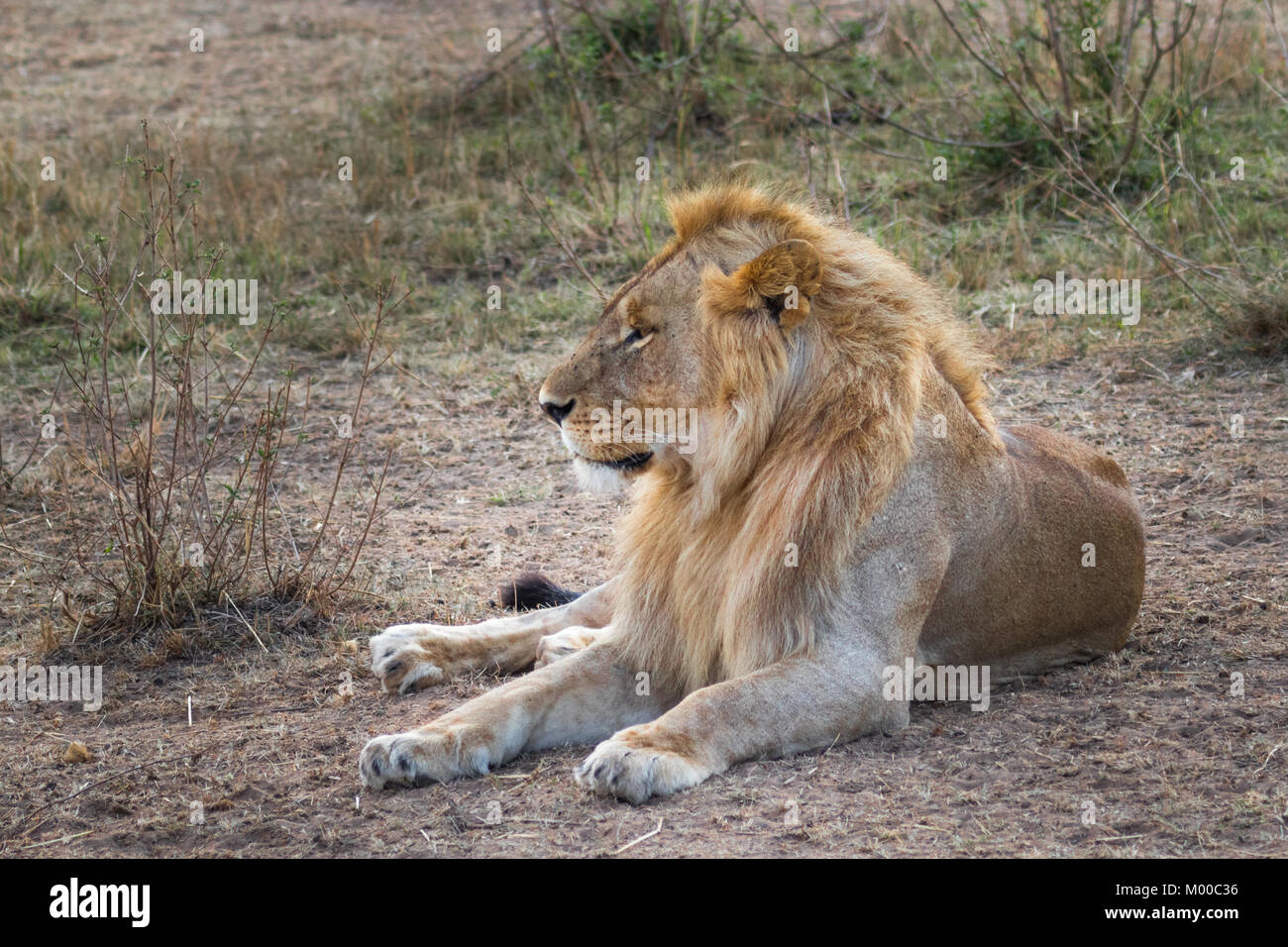 Portrait of a single male lion resting as the sun goes down on the ...