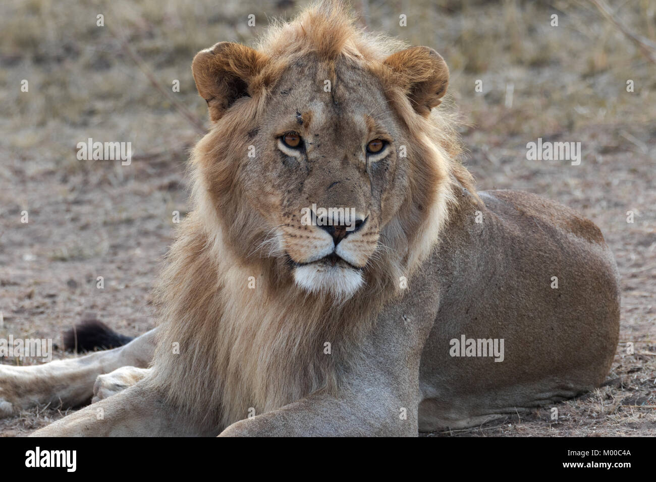 Male lion head shot profile hi-res stock photography and images - Alamy