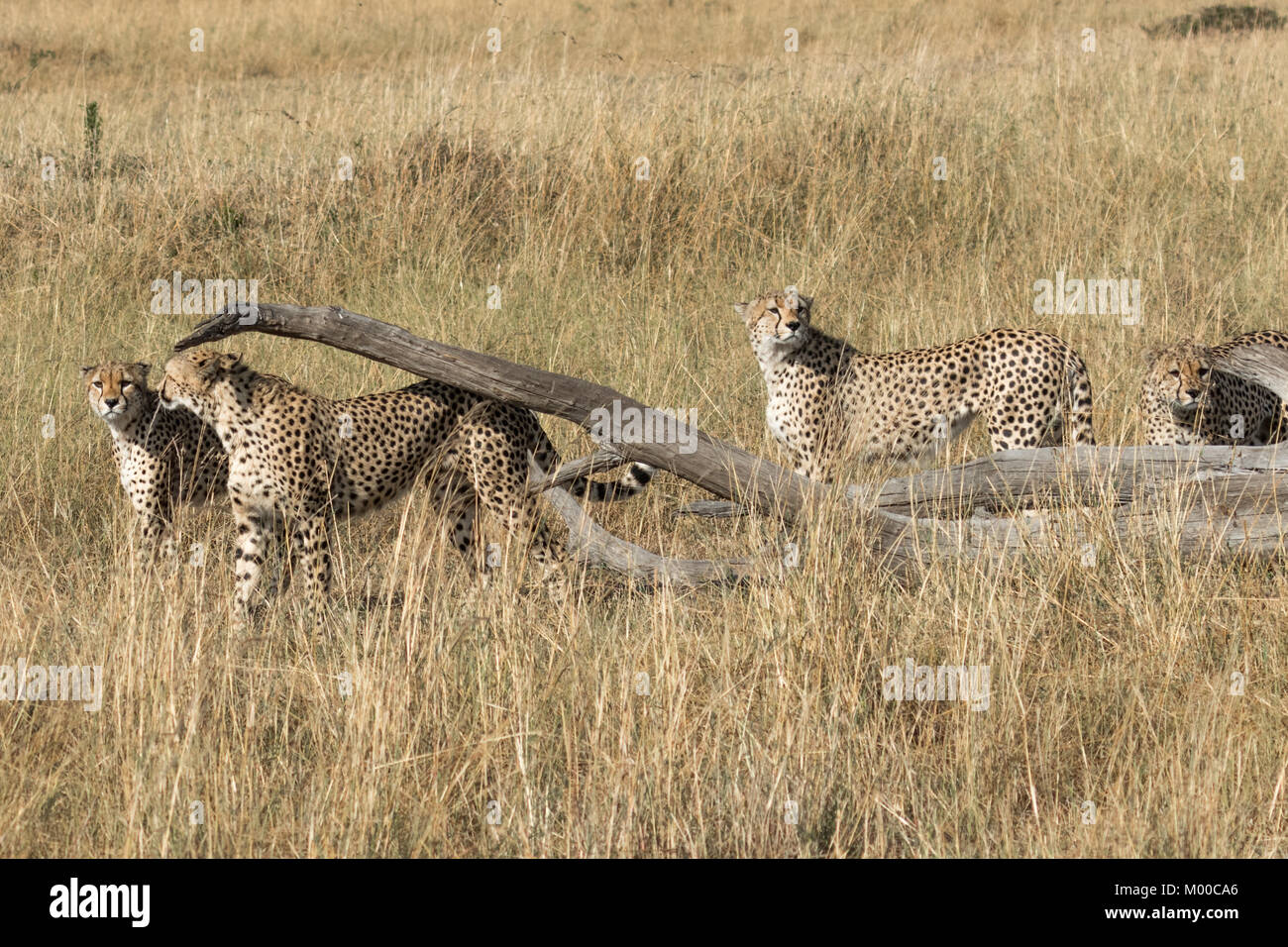 4 cheetahs hi-res stock photography and images - Alamy