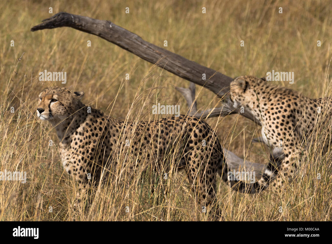 Cheetah Food Pyramid