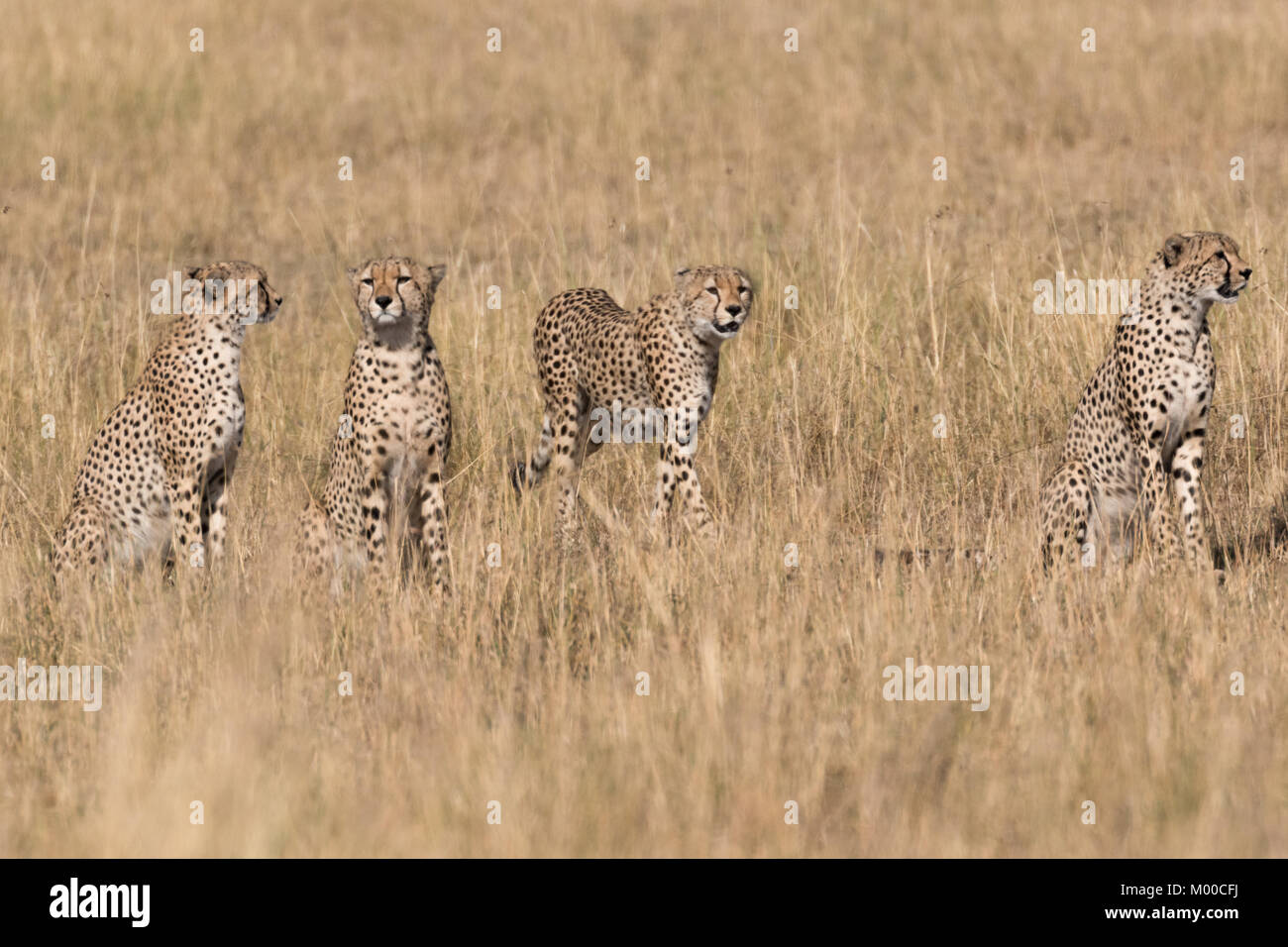 A group of four cheetahs Stock Photo - Alamy