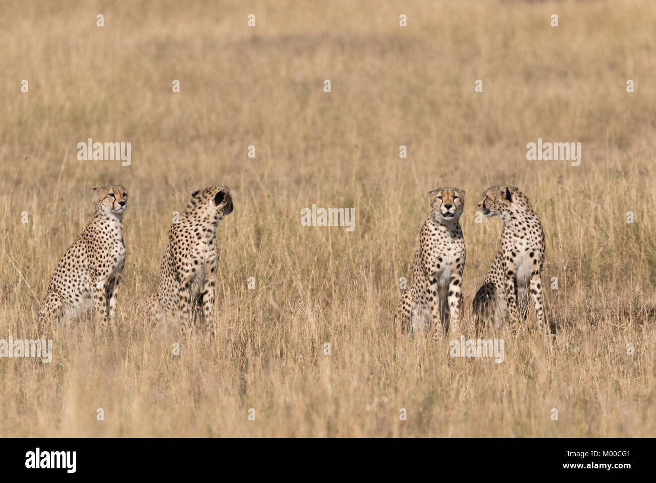 A group of four cheetahs Stock Photo - Alamy