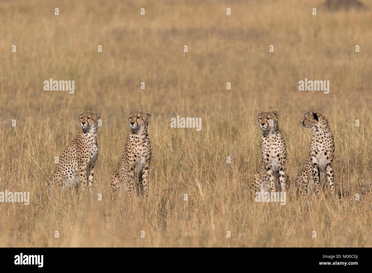 A group of four cheetahs Stock Photo - Alamy