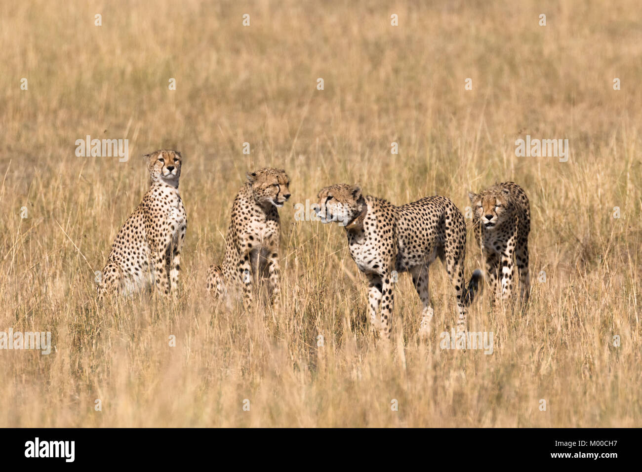 Group of cheetah hi-res stock photography and images - Alamy