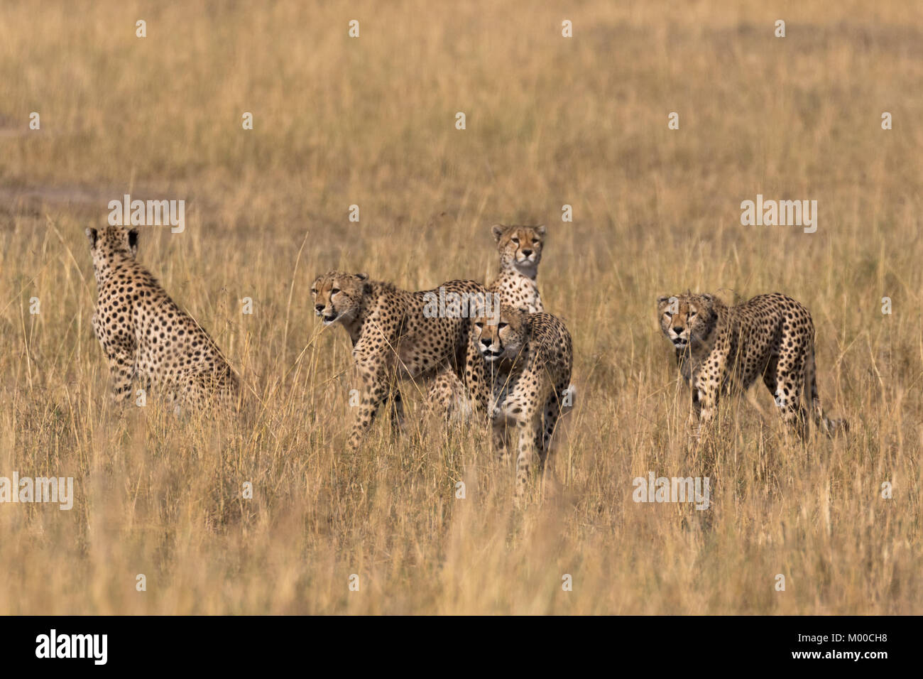 Cheetah groups hi-res stock photography and images - Alamy