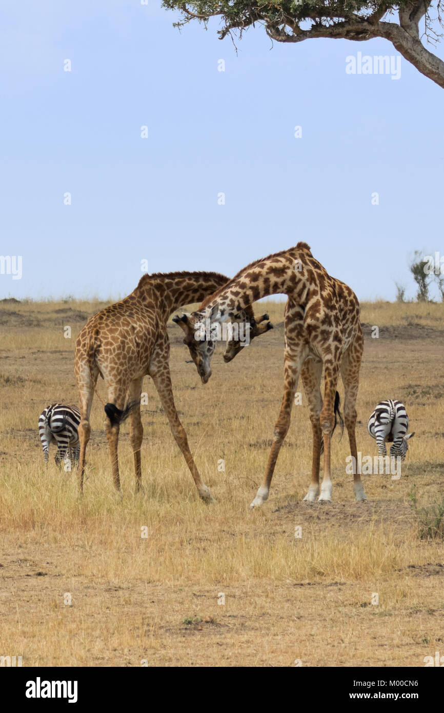Giraffe neck fight hi-res stock photography and images - Alamy