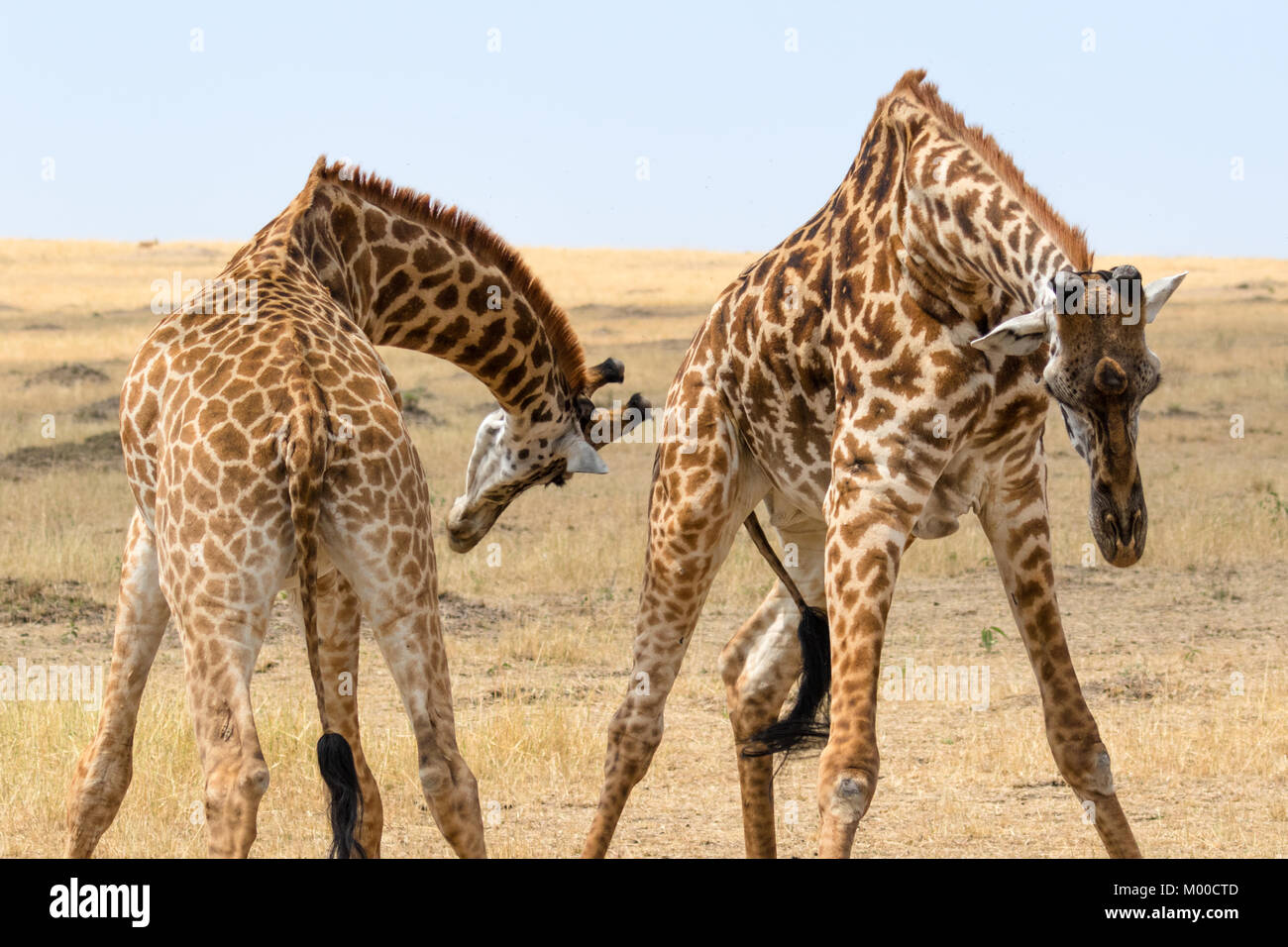 Giraffe neck fight hi-res stock photography and images - Alamy