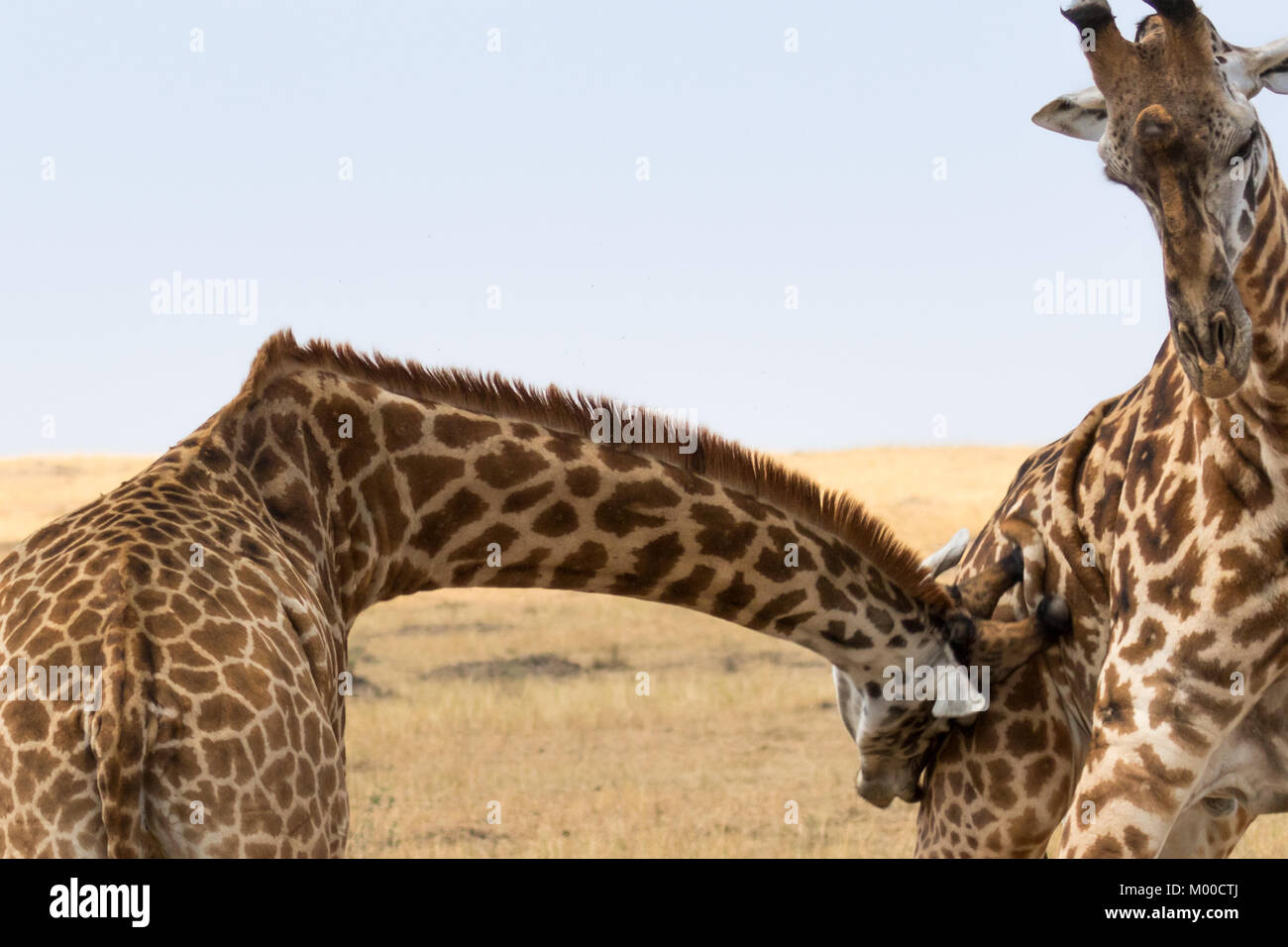 Two male giraffes fighting in the Masai Mara, Kenya Stock Photo - Alamy
