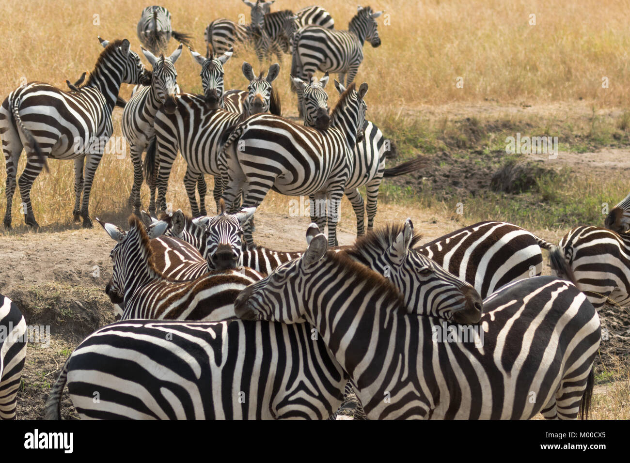 A herd of plains zebras resting on the Masai Mara during the Great ...