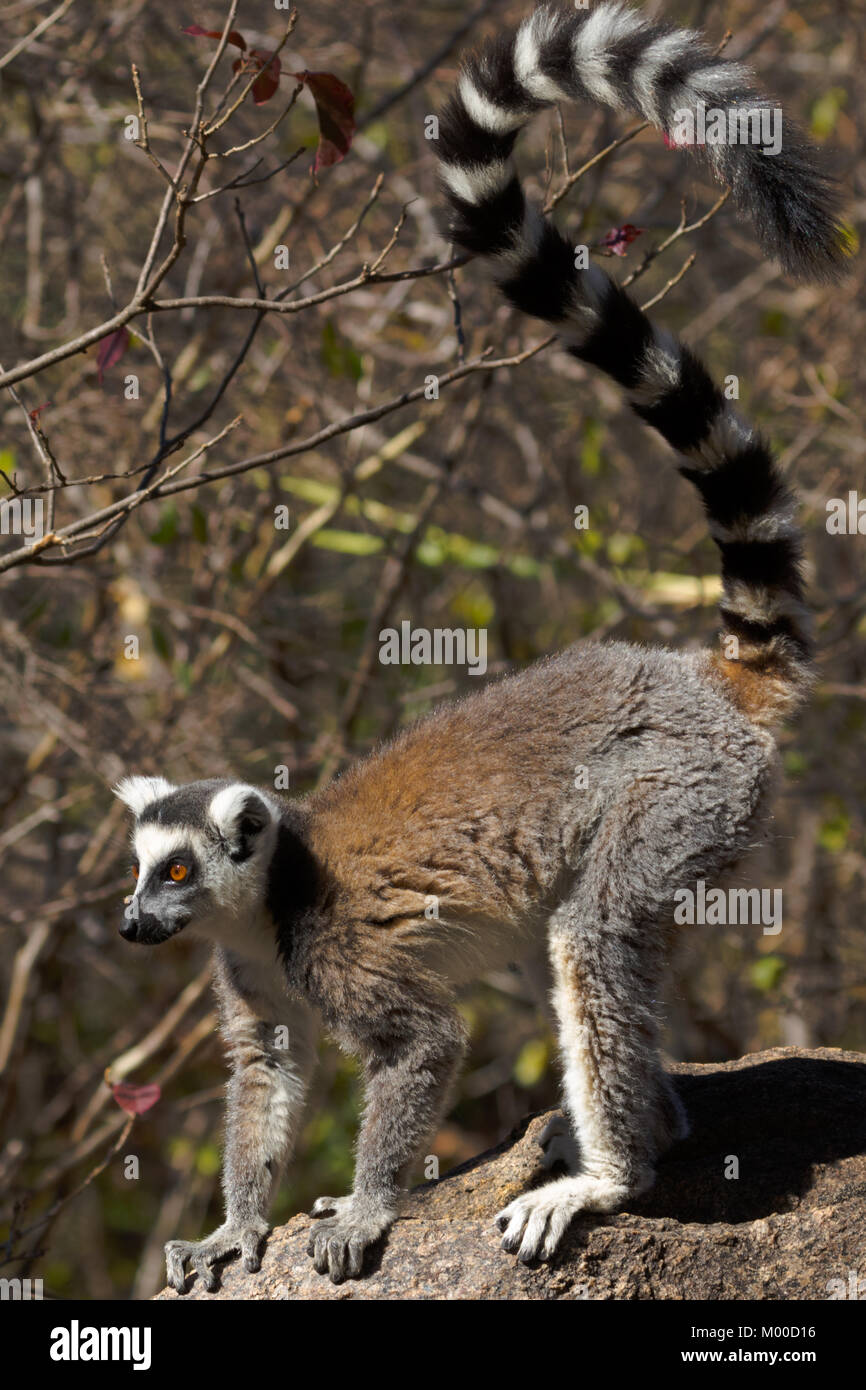 A ring-tailed lemur prepares to jump from a rock in Isola NP ...