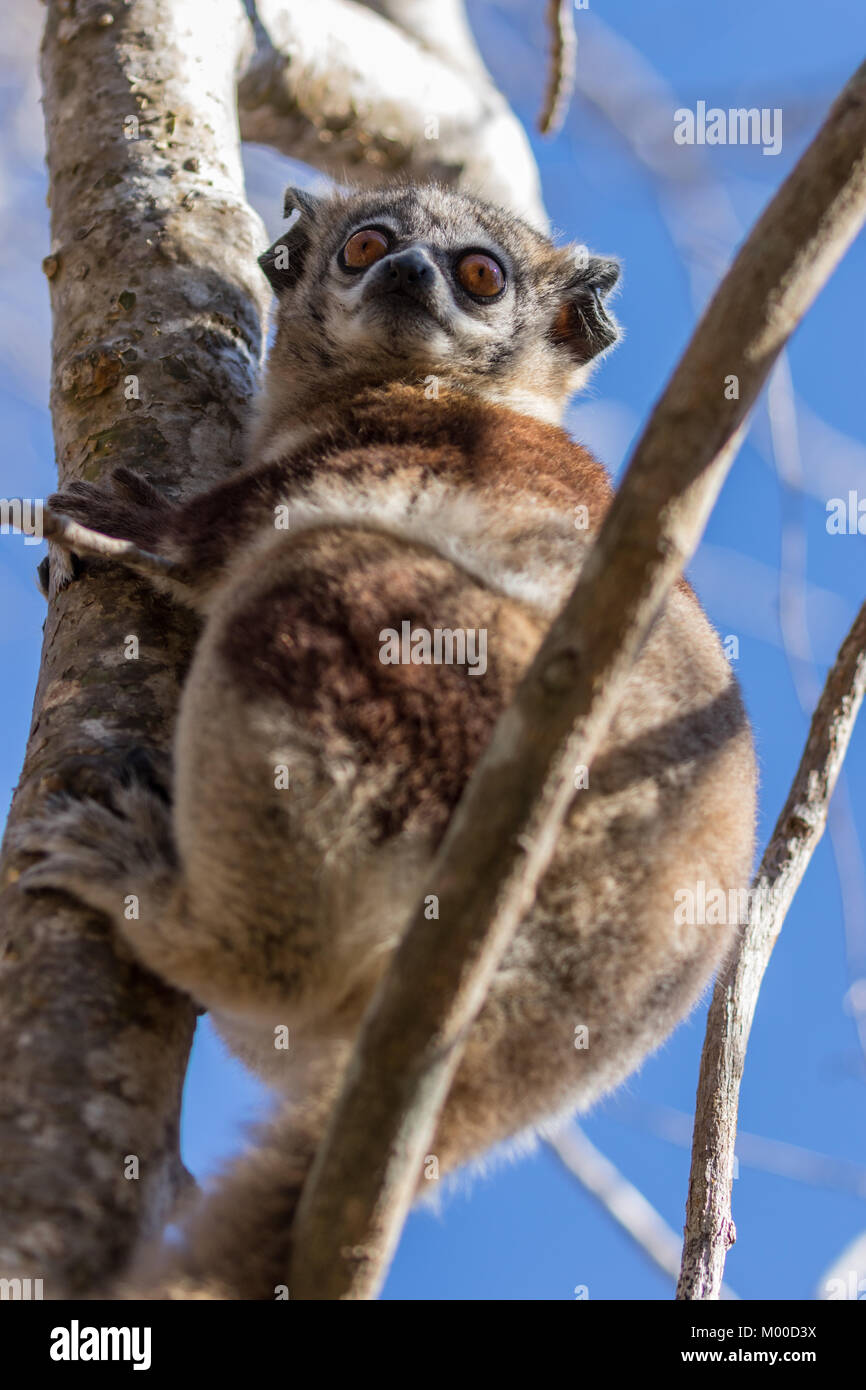 Northern Sportive Lemur Endangered