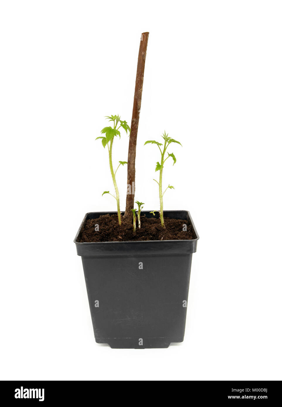 Raspberry seedling hi-res stock photography and images - Alamy