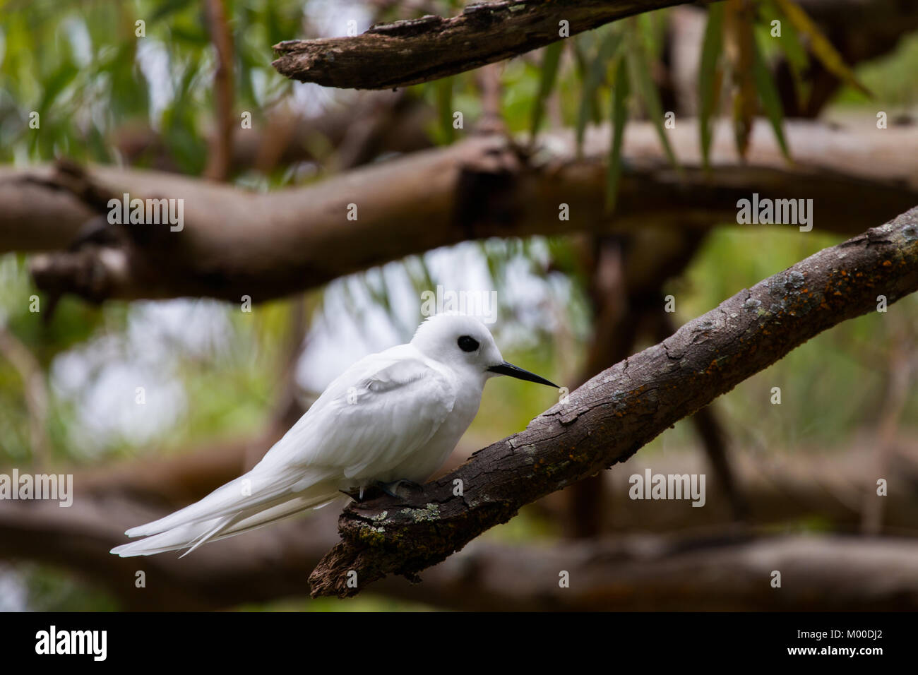 white tern birds ascension island Stock Photo - Alamy