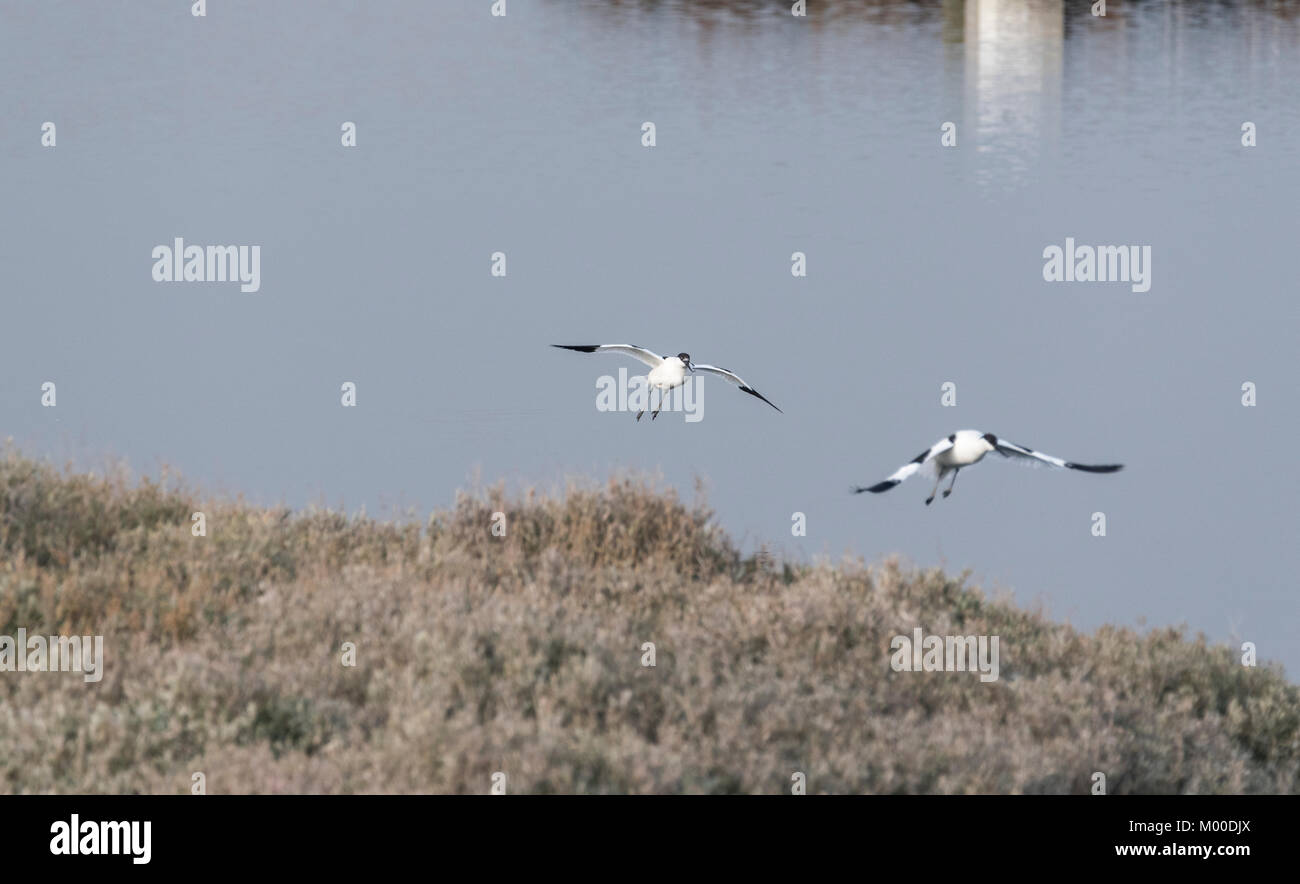 Avocets (Recurvirostra avosetta) flying Stock Photo - Alamy