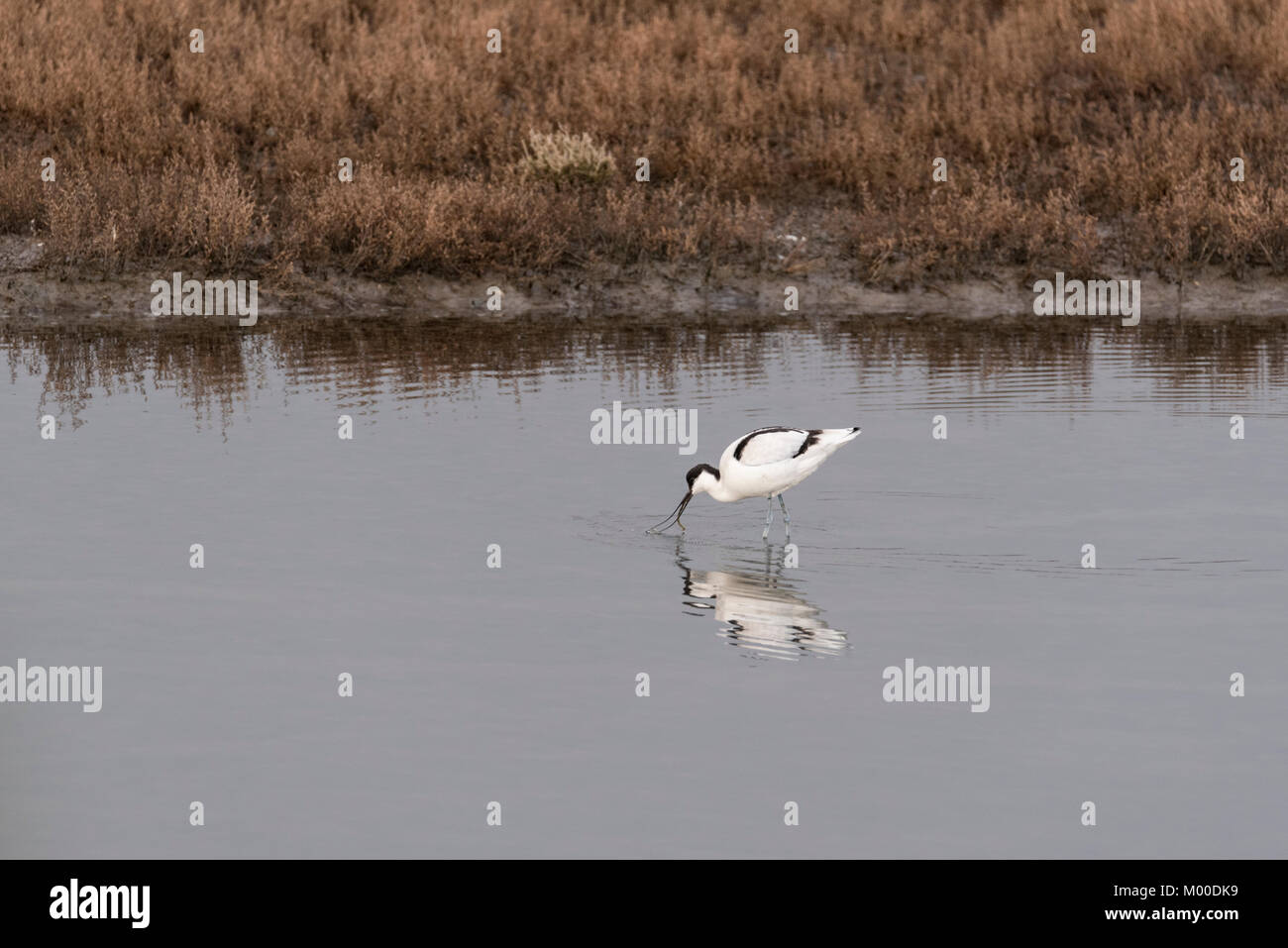 Avocet feeding uk hi-res stock photography and images - Alamy