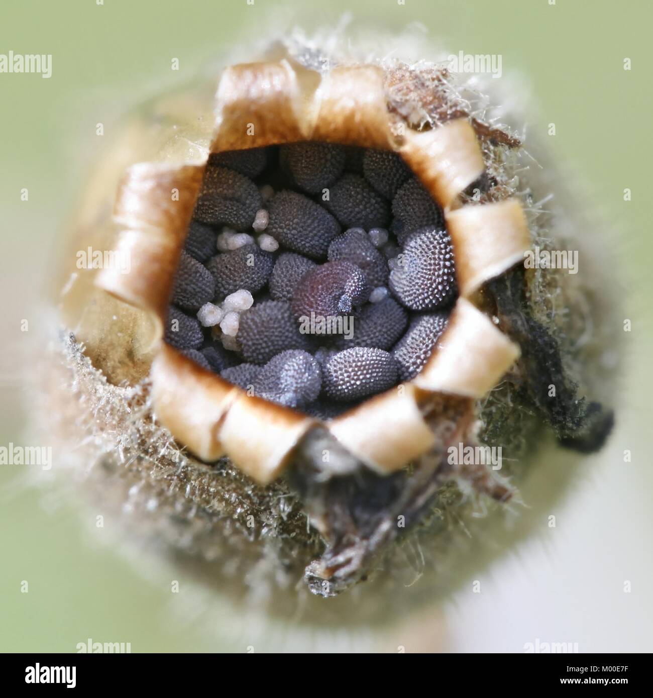 Seeds of red campion, Silene dioica Stock Photo - Alamy