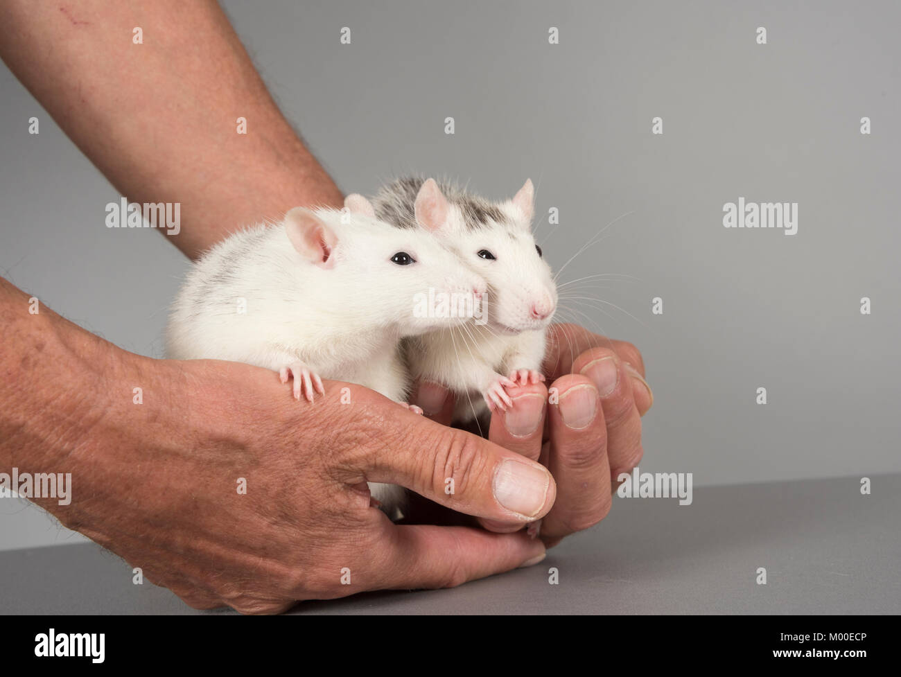 Pet Rats being held, UK Stock Photo - Alamy