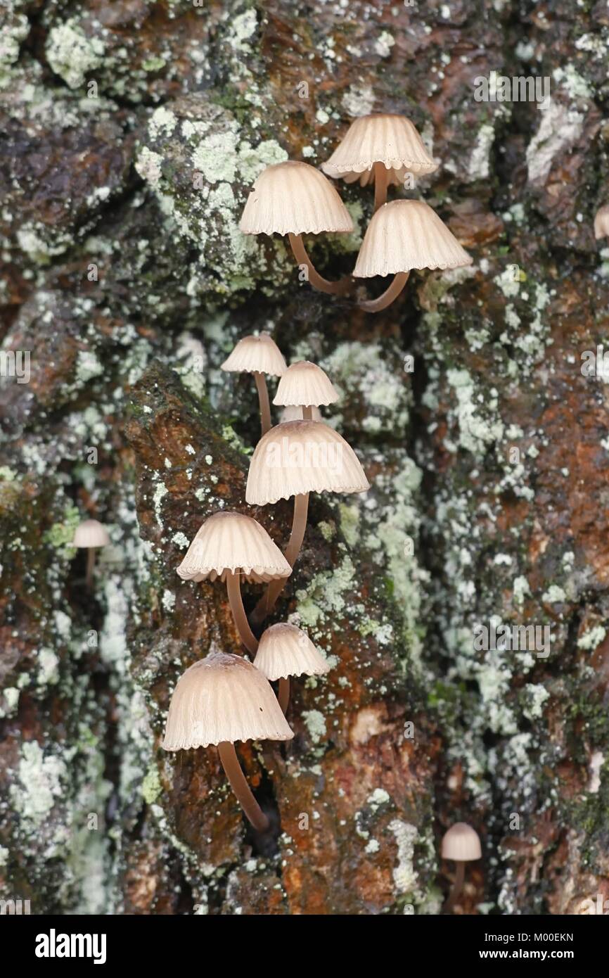 Purple edge bonnet, Mycena rubromarginata Stock Photo - Alamy