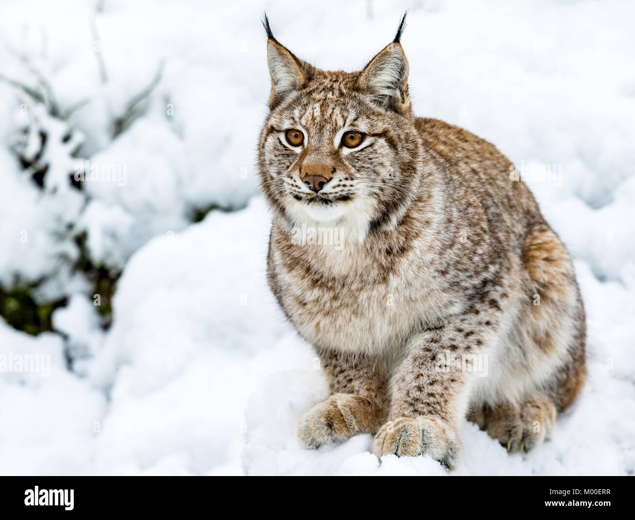 Eurasian Lynx, Lynx lynnx, sitting in the snow Stock Photo - Alamy