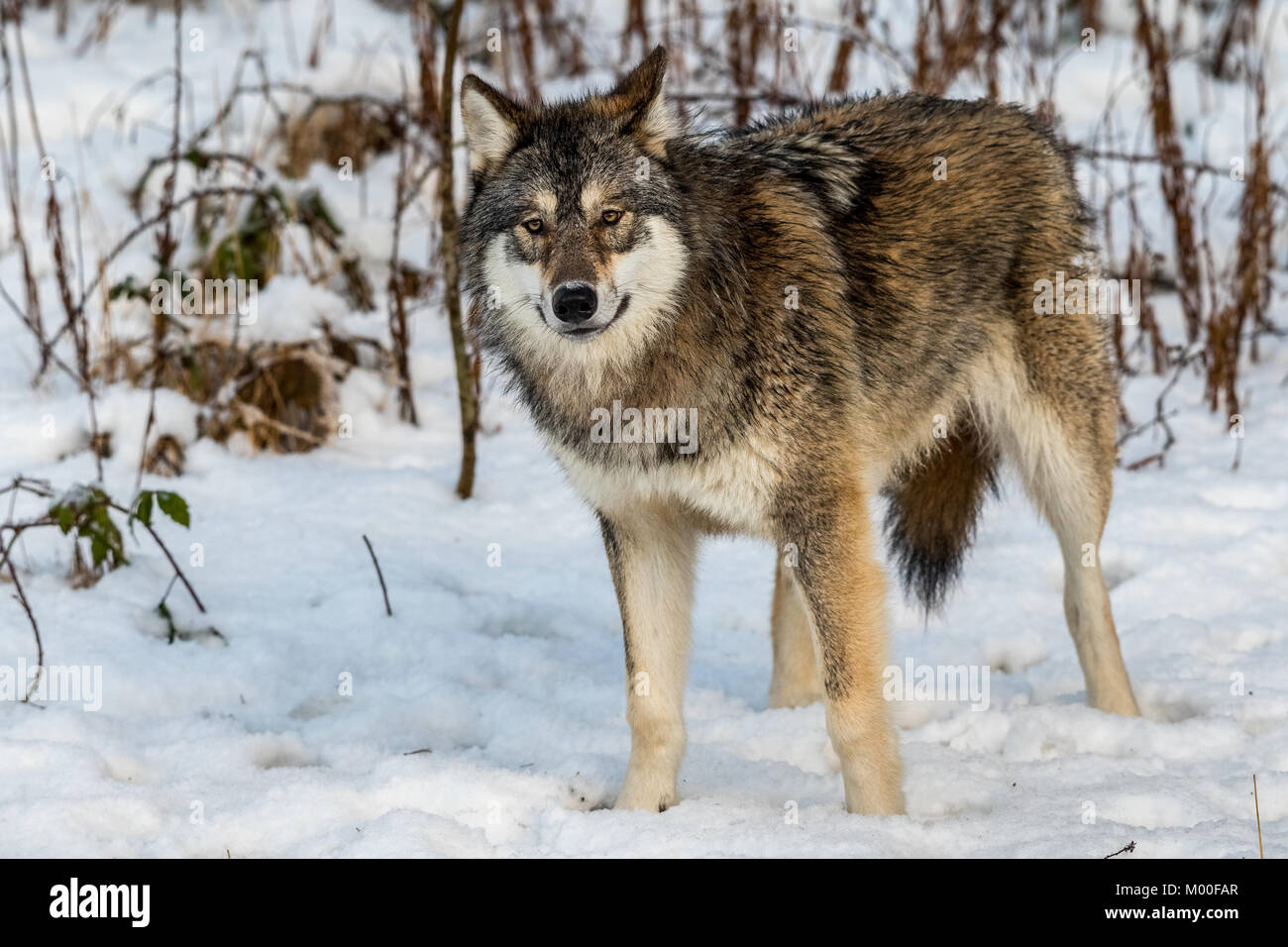 Gray Wolf Standing