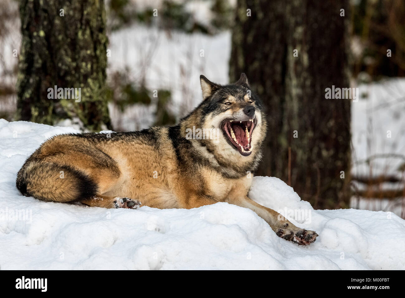 Grey wolf, Canis lupus, lying down resting and yawning, in a snowy ...