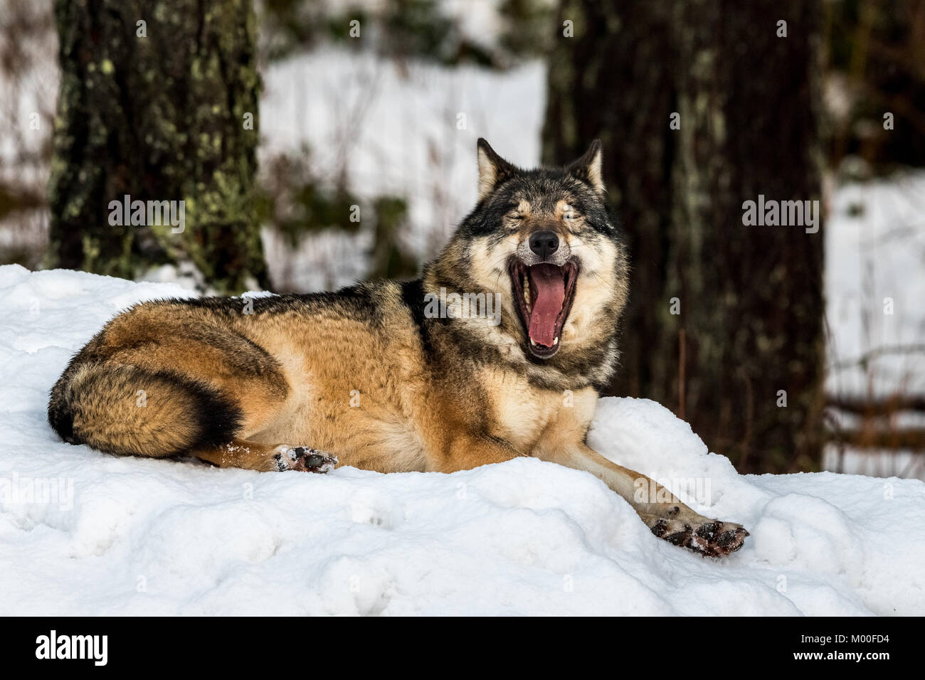Grey wolf, Canis lupus, lying down resting and yawning, showing a very ...