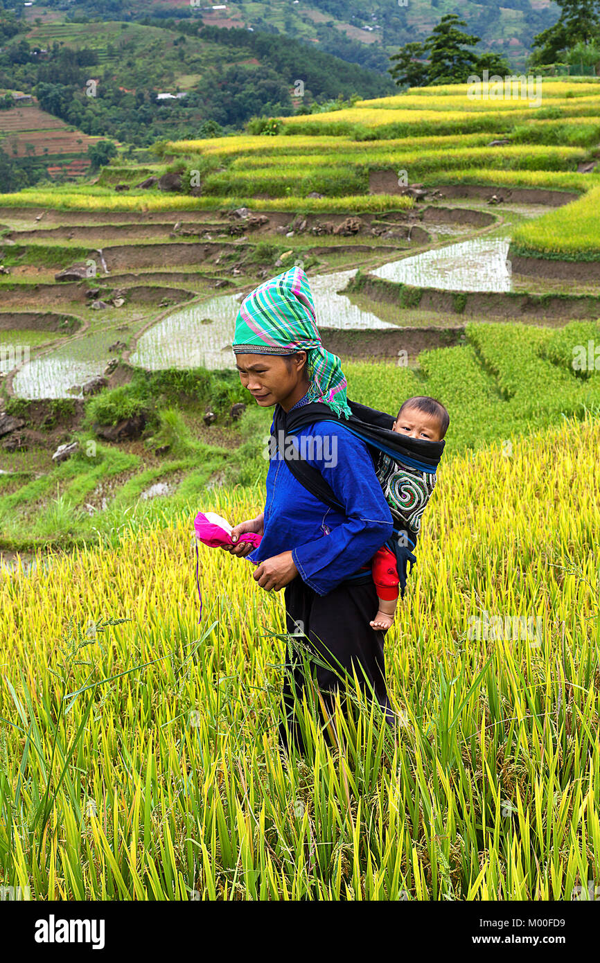 Asian boy in rice field hi-res stock photography and images - Alamy