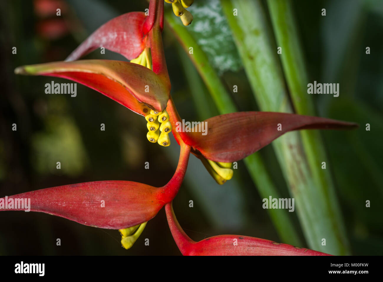 Heliconia collinsiana red bracts and yellow sepals detail, Kenya, East ...