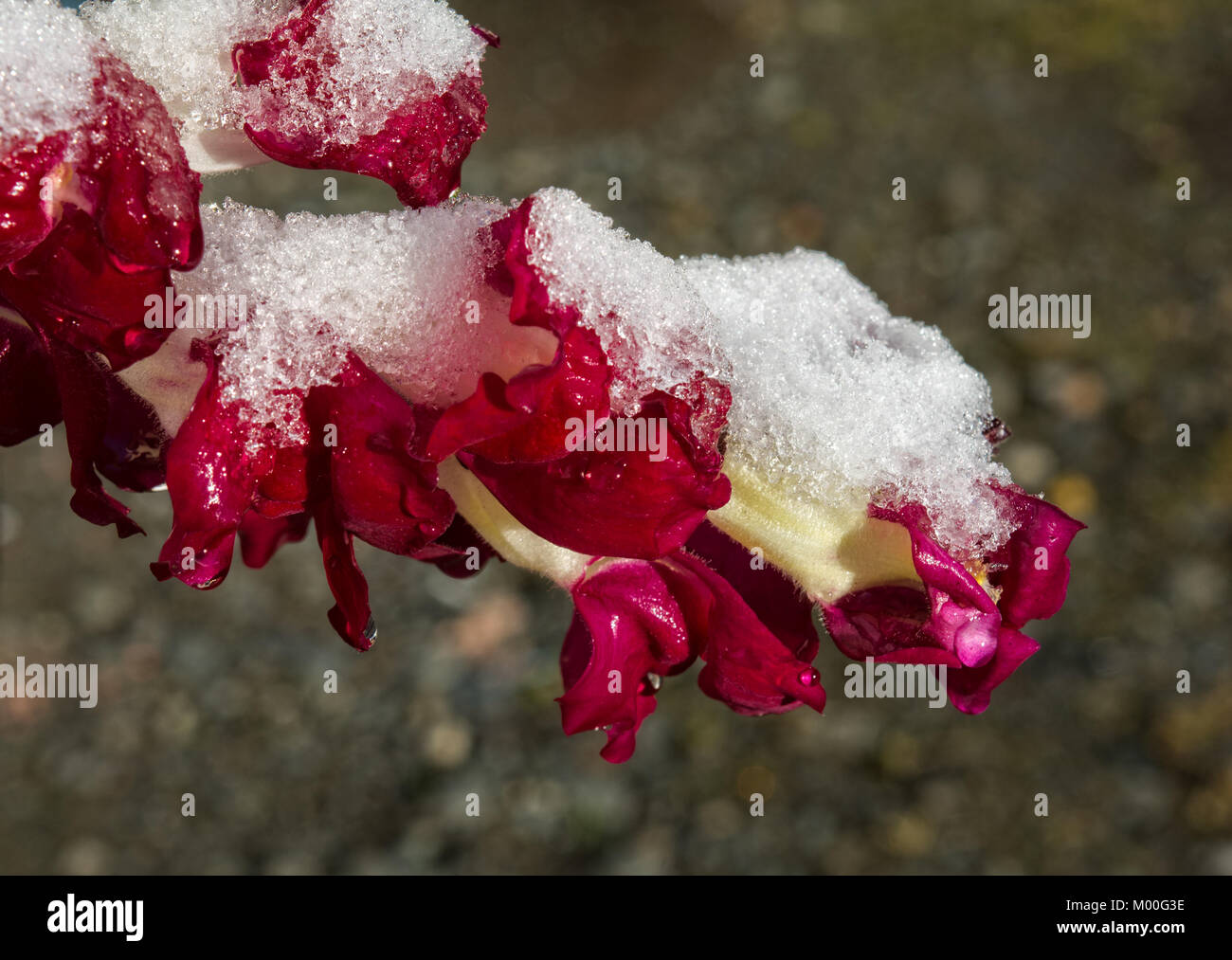 The bloom of the nightandday Snapdragon overcomes a light snow to open ...