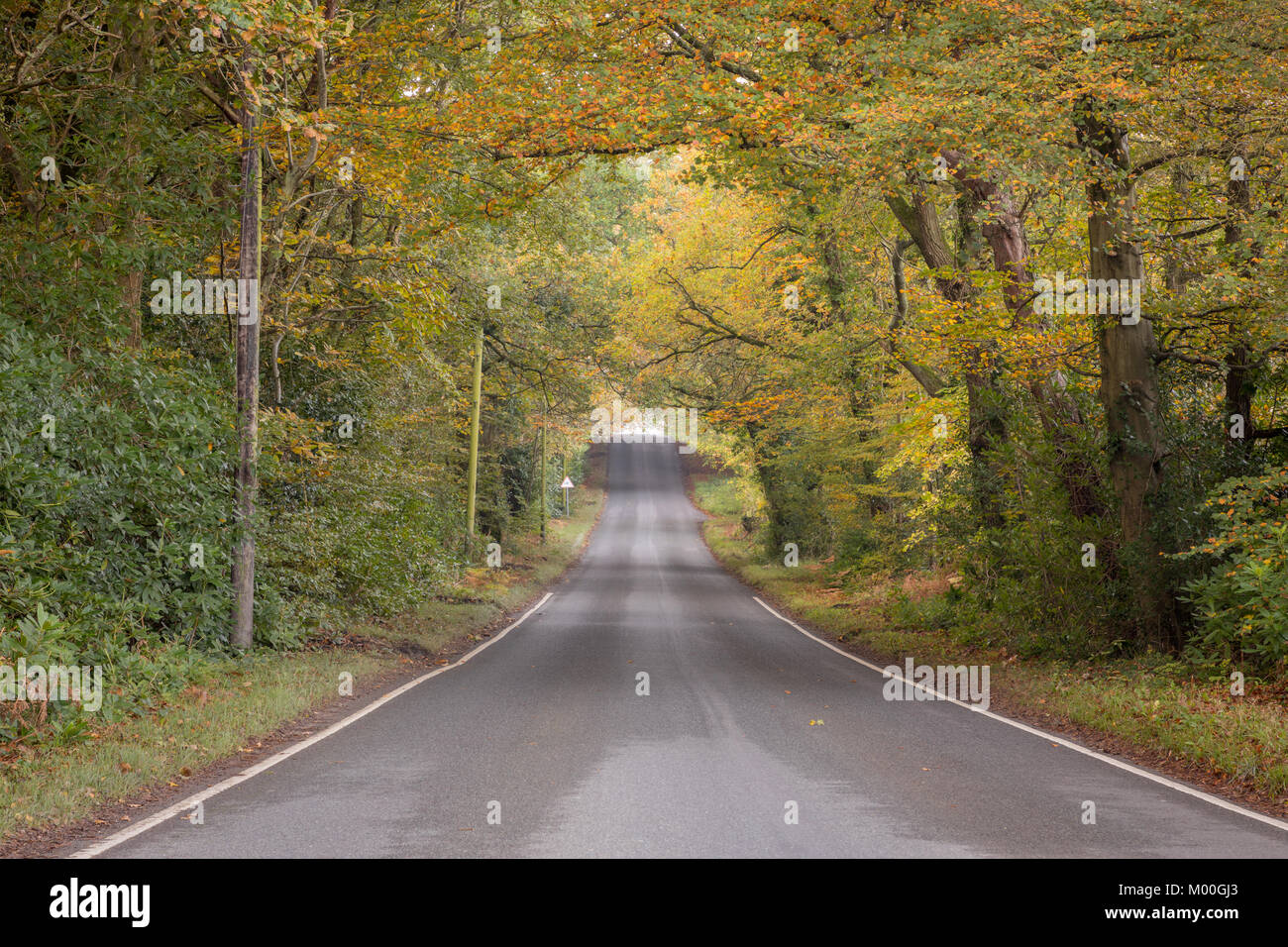 road in country lane with autumn morning sun Stock Photo - Alamy