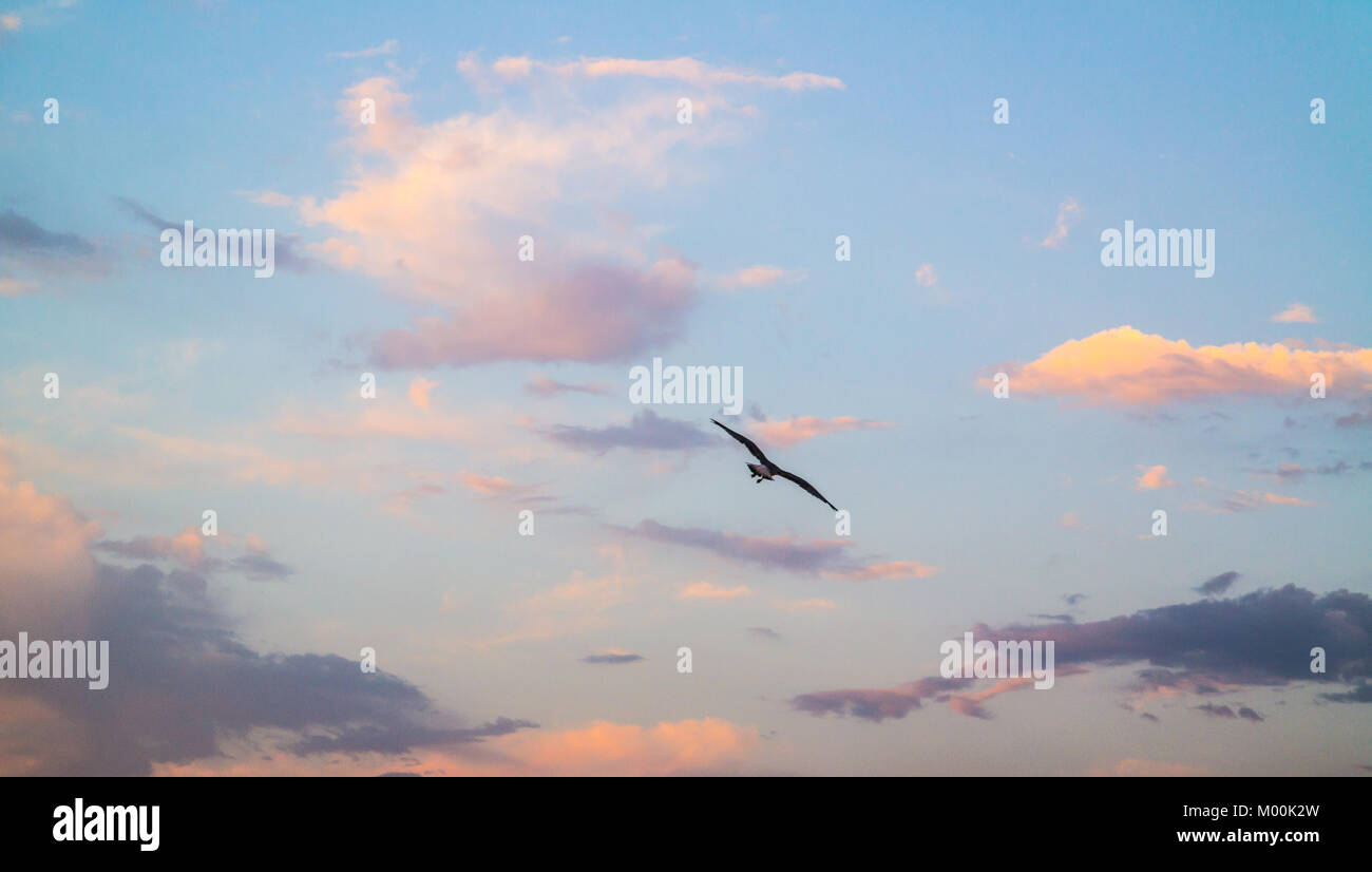 Flying seagull from the back in a colored cloudy sky Stock Photo - Alamy
