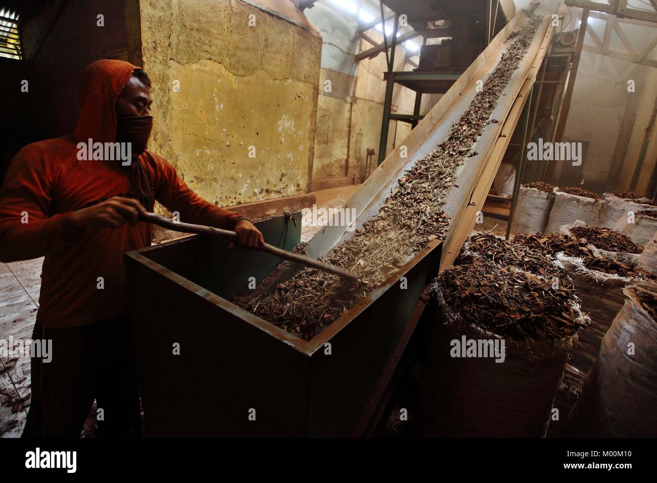 (180117) -- BANDUNG, Jan. 17, 2018 (Xinhua) -- A woker produces quinine ...
