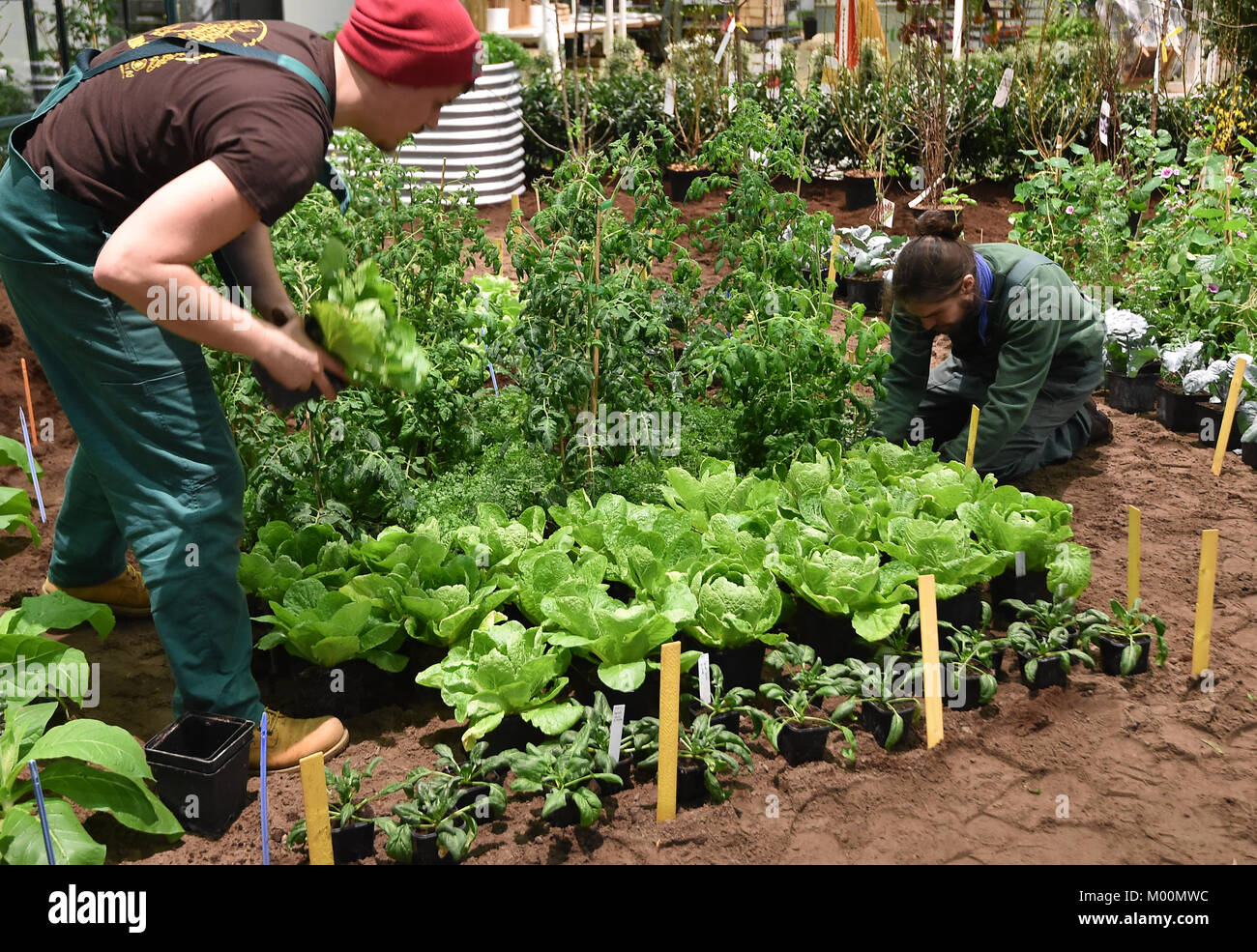Berlin, Germany. 17th Jan, 2018. Gardeners plant a vegetable patch in ...