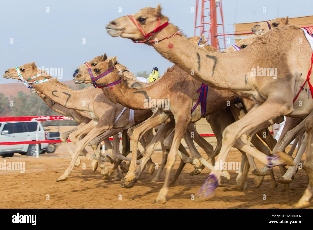 Camel tracks in the sand hi-res stock photography and images - Alamy