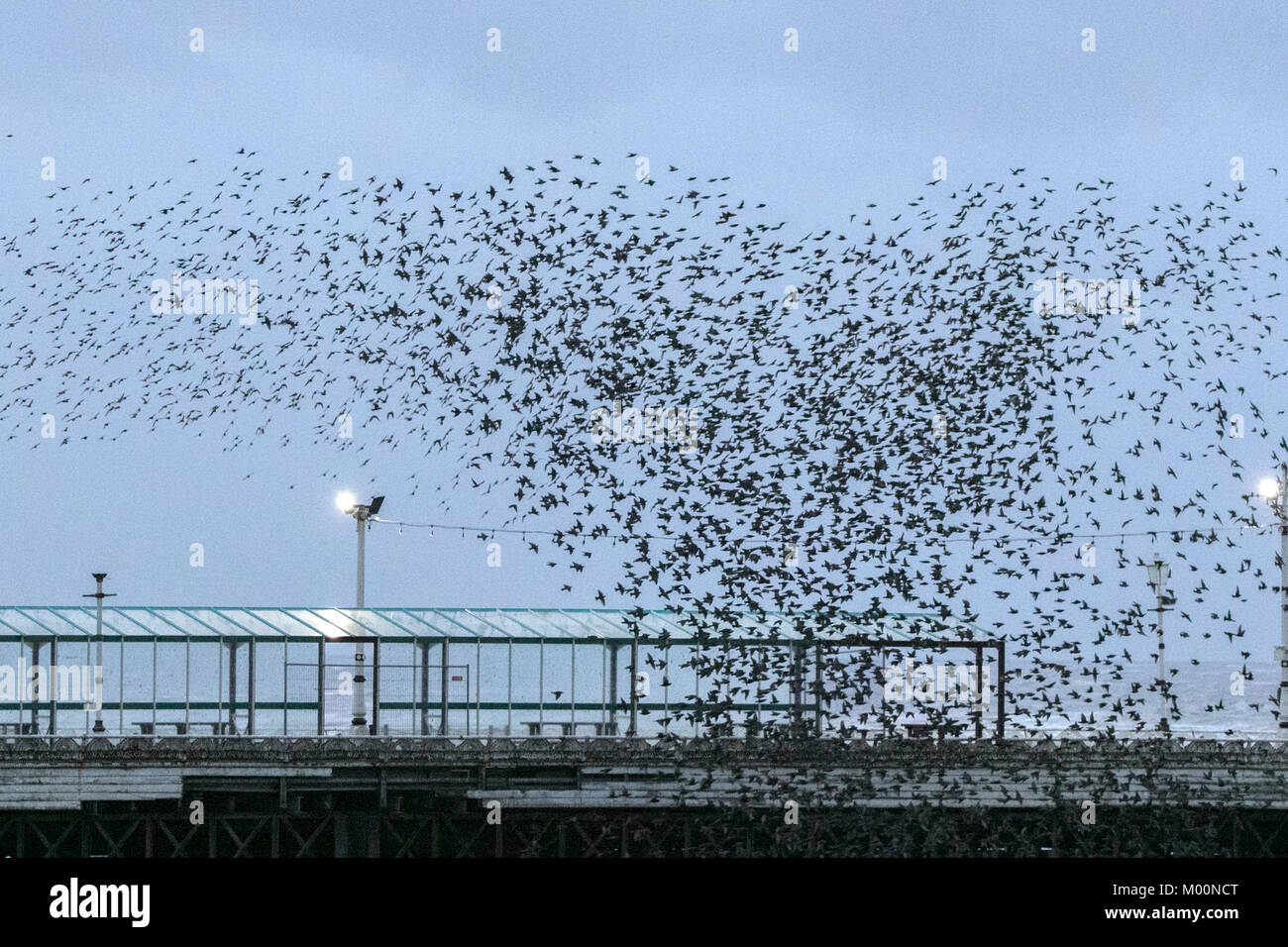 flock fly animal starling flight swarm bird dusk murmuration blackpool ...