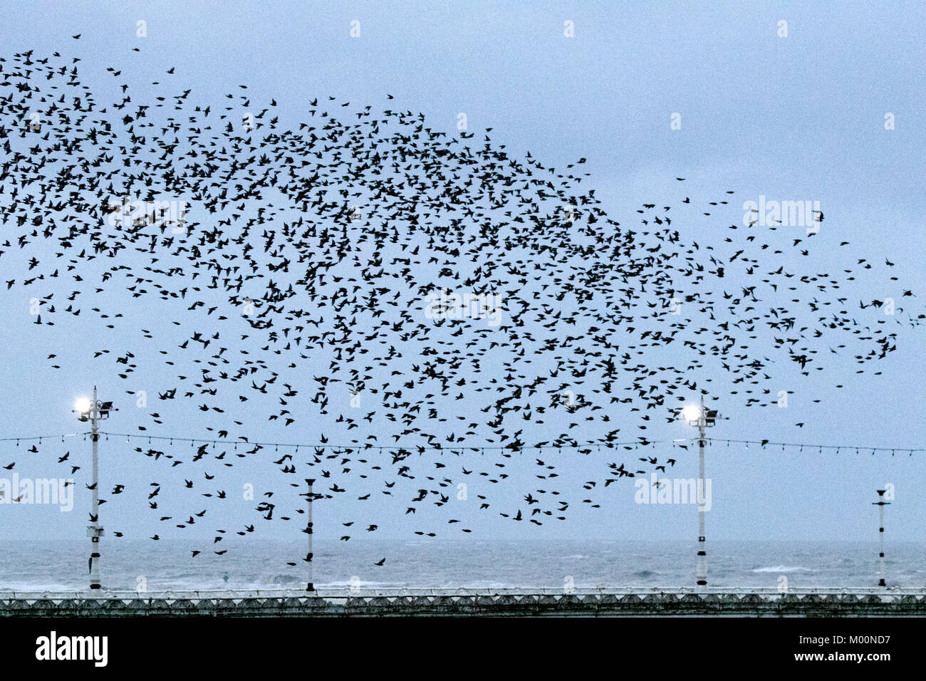 flock fly animal starling flight swarm bird dusk murmuration blackpool ...