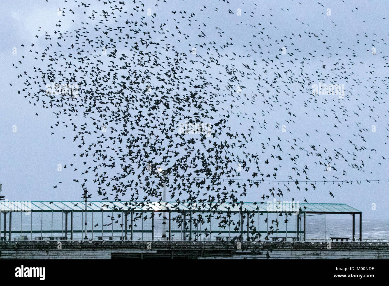flock fly animal starling flight swarm bird dusk murmuration blackpool ...