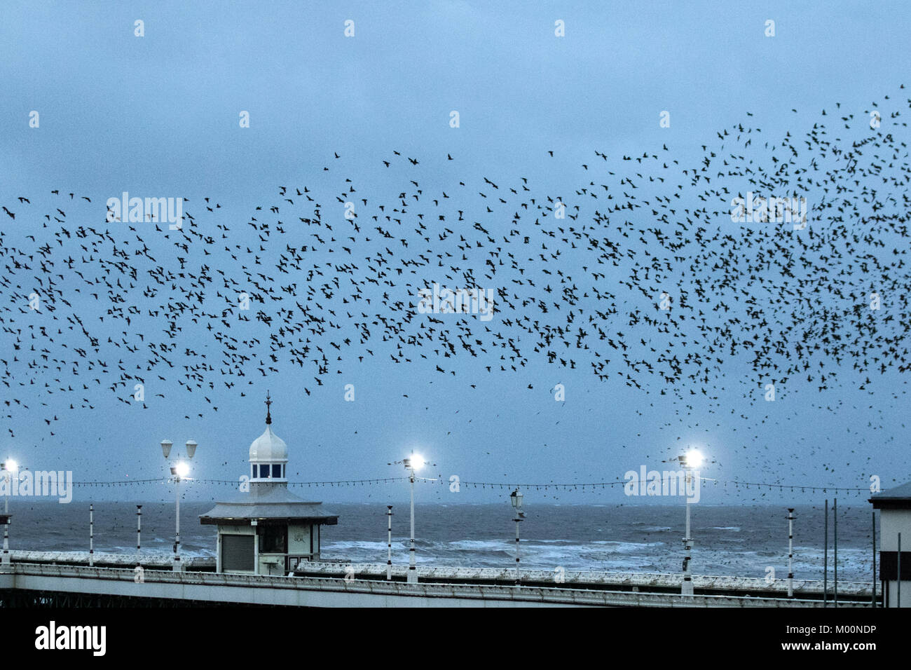 flock fly animal starling flight swarm bird dusk murmuration blackpool ...