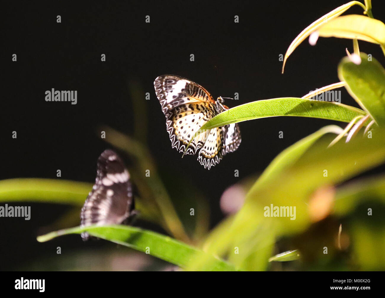New York, USA. 17th Jan, 2018. Butterflies are seen at the exhibition ...