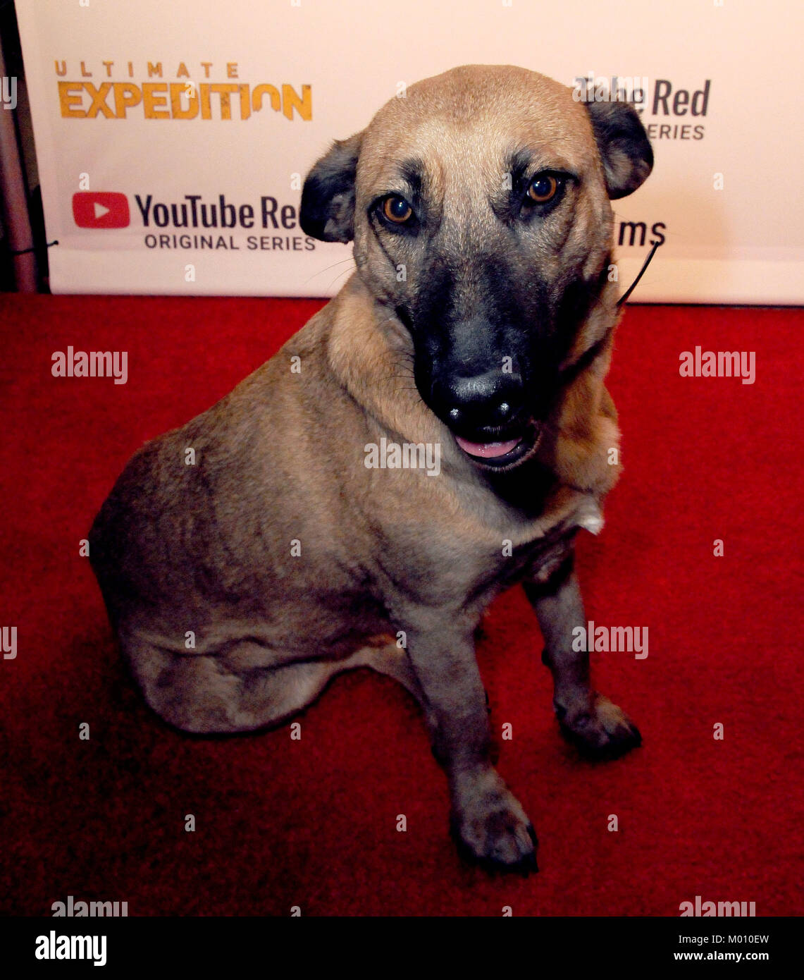 Los Angeles, California, USA. 17th Jan, 2017. Actor Steve-O's dog Wendy ...