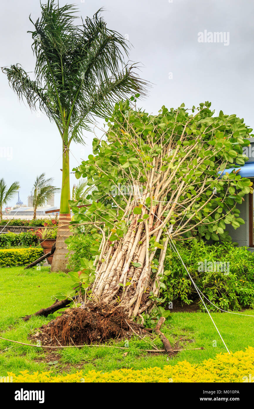 Port Louis, Mauritius. 18th Jan, 2018. An uprooted tree that has fallen ...