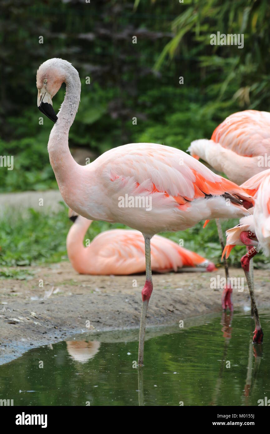 Flamingo tree hi-res stock photography and images - Alamy