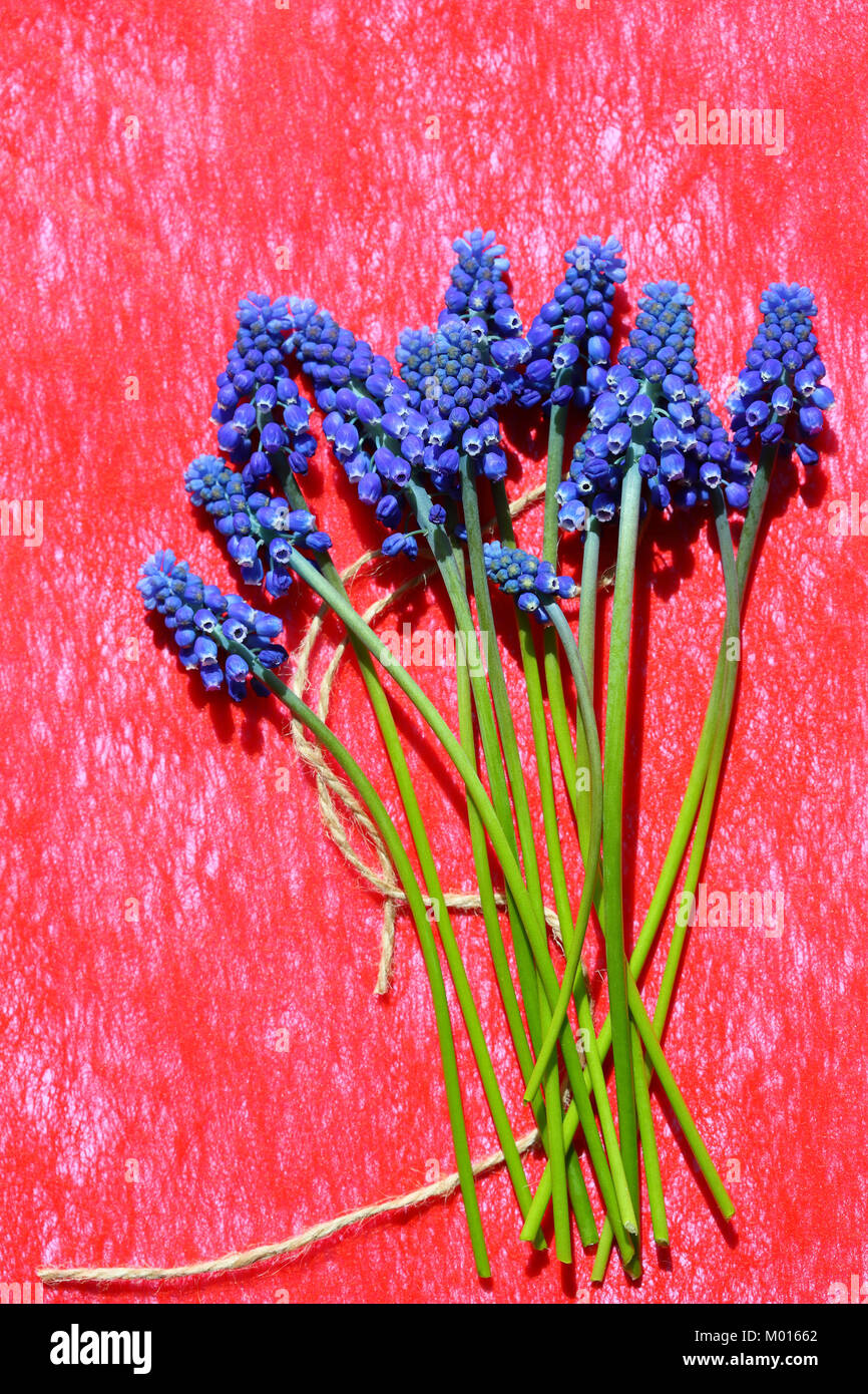 Spring bouquet of blue flowers Stock Photo - Alamy