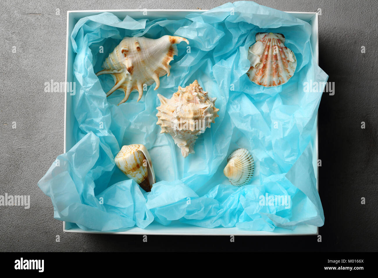 Set of seashells in box, sea concept Stock Photo - Alamy