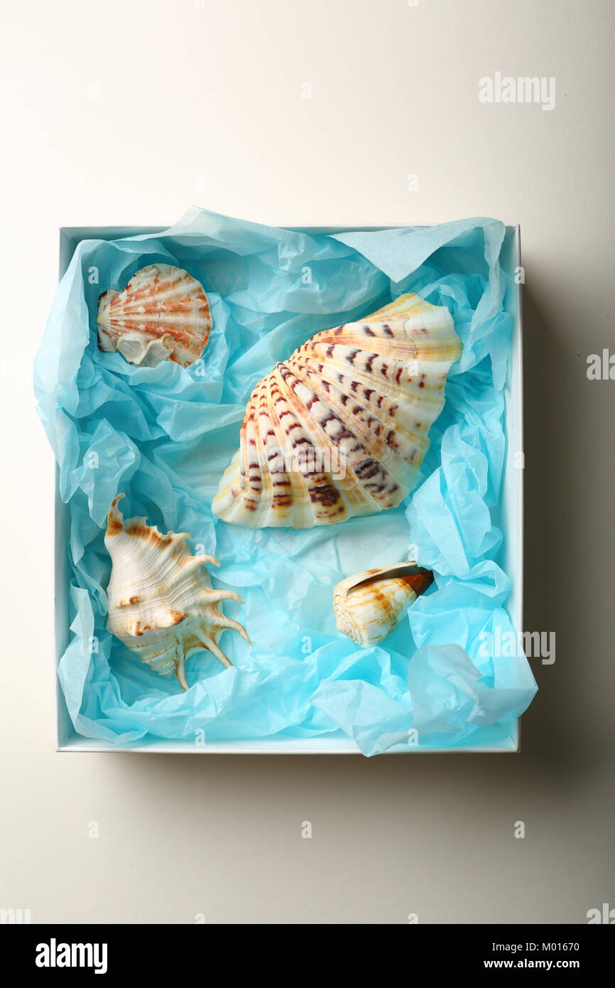 Set of seashells in box above, holiday concept Stock Photo - Alamy