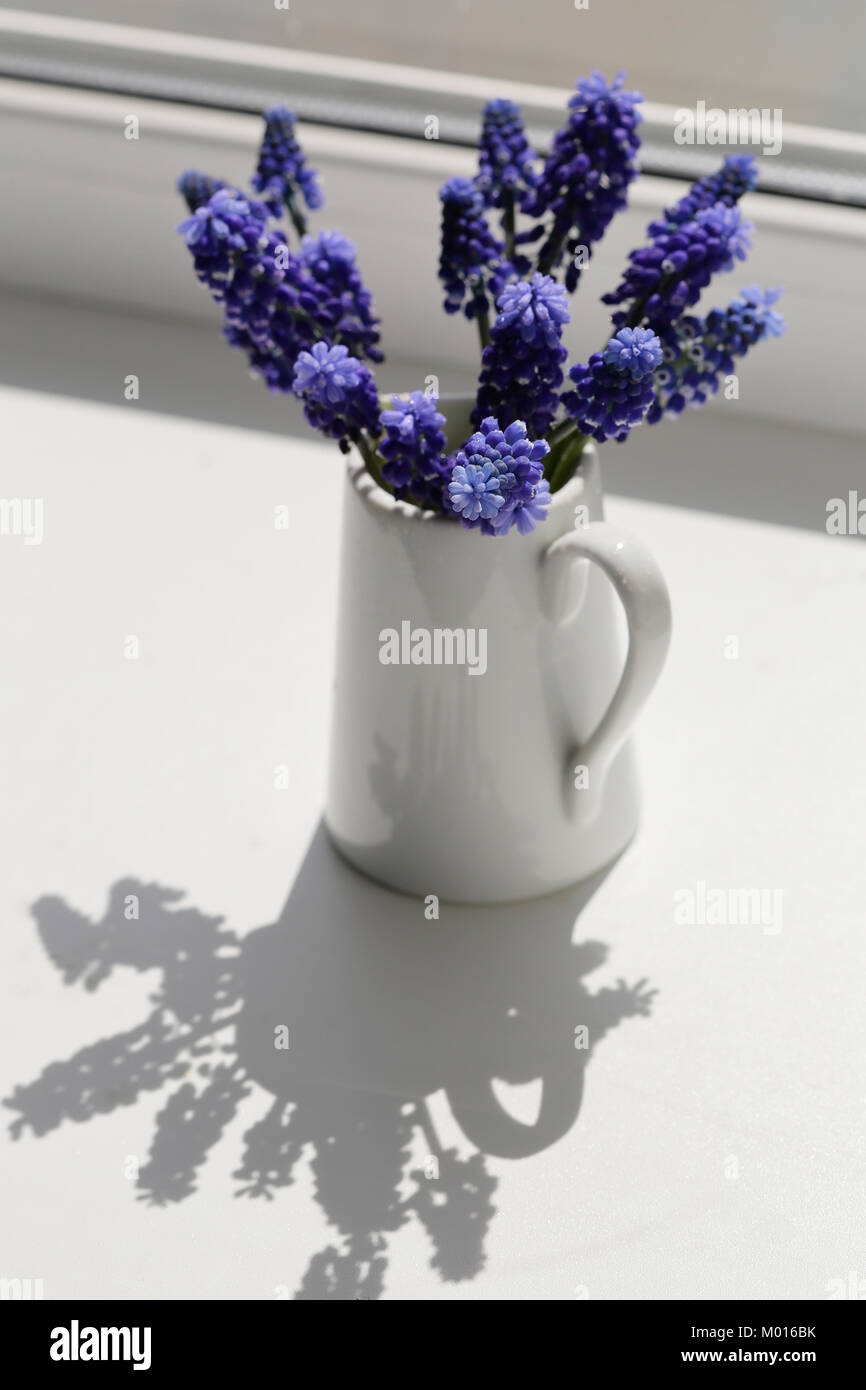 Flowers in jug and its shadow Stock Photo - Alamy