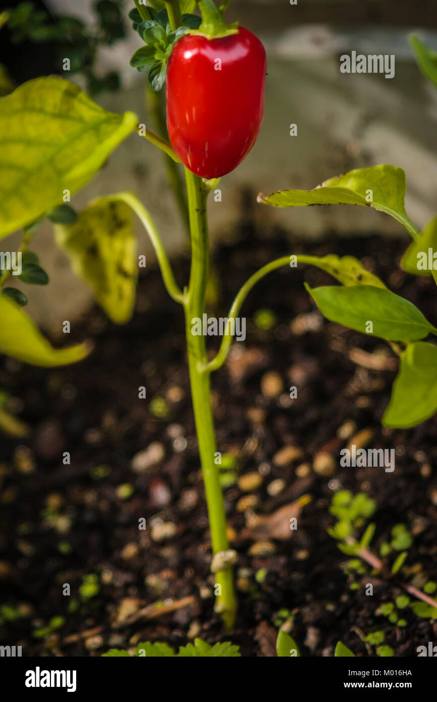 Red chili plant in a pot of soil Stock Photo - Alamy
