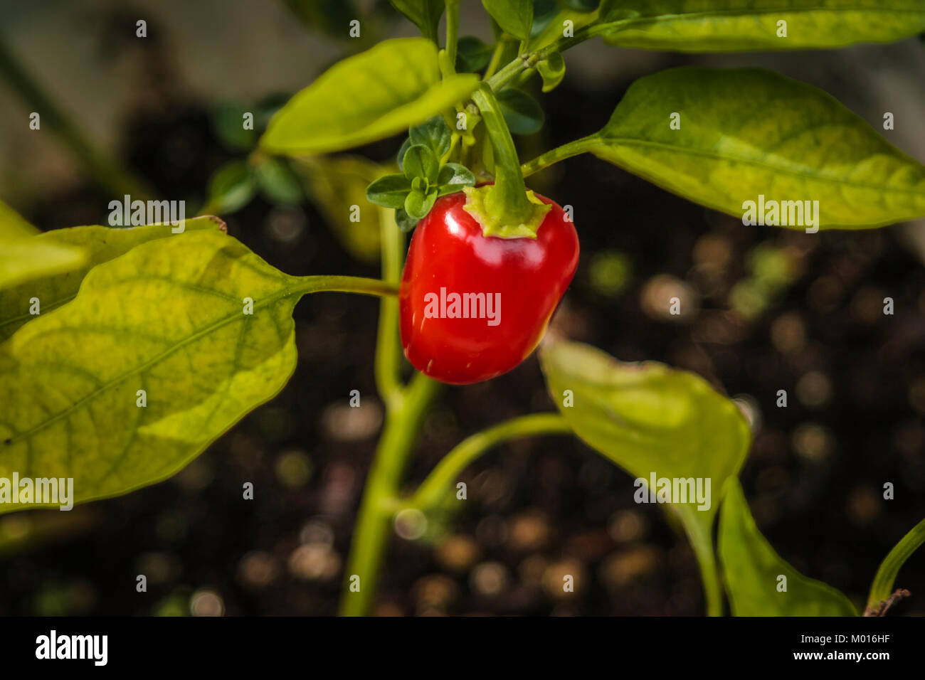 Mature bell chili hi-res stock photography and images - Alamy